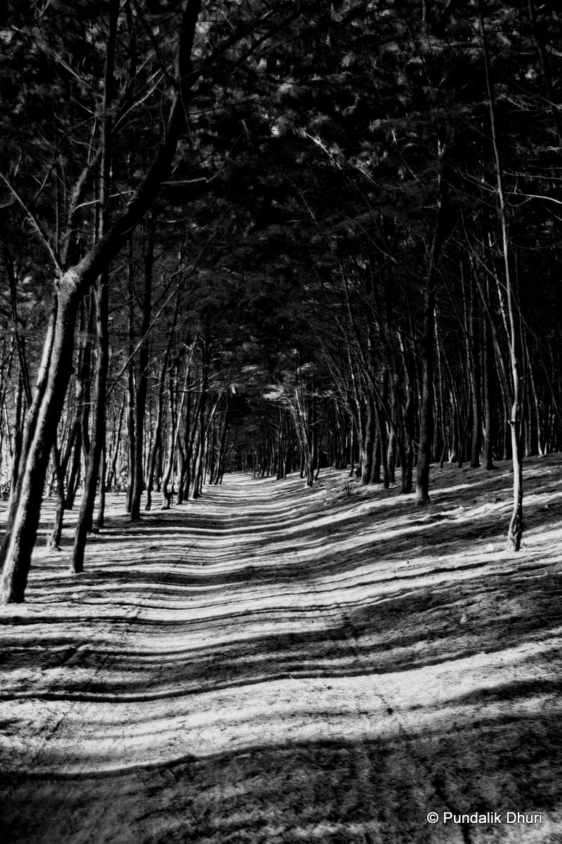 FlashBack 2024 – Canopy | उनाड