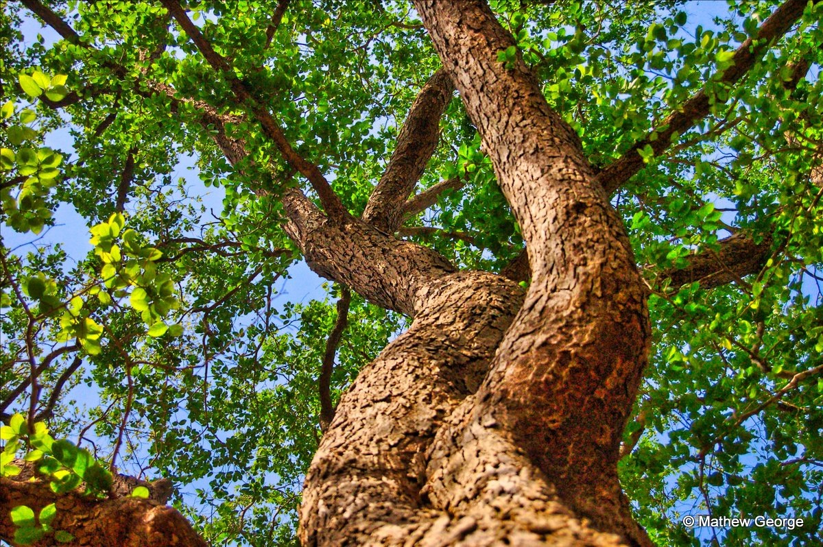 That Big Tree | उनाड