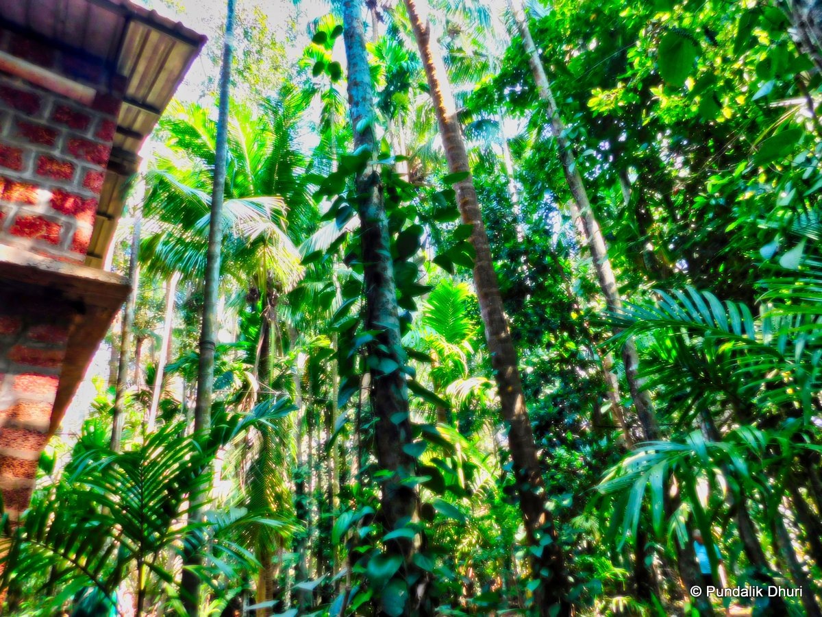 Spice Trees | उनाड